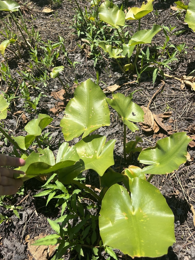 spatterdock from Cypress Creek Natural Area Trails, Jupiter, FL, US on ...