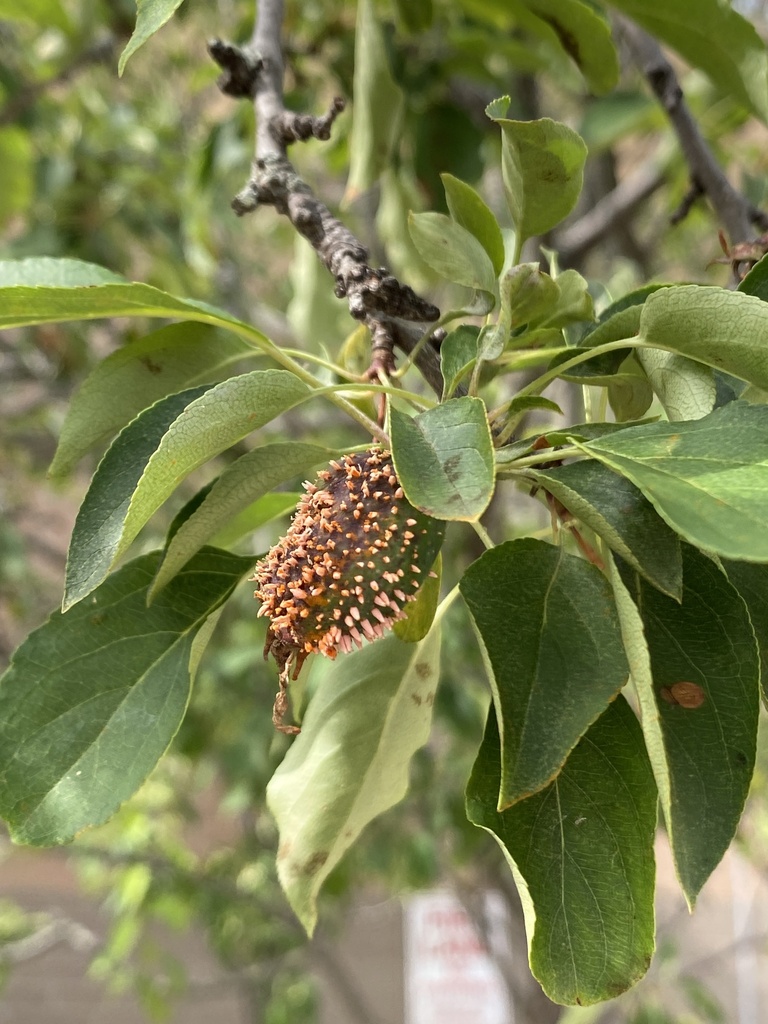 quince rust from Plainfield Rd, Blue Ash, OH, US on May 24, 2024 at 04: ...