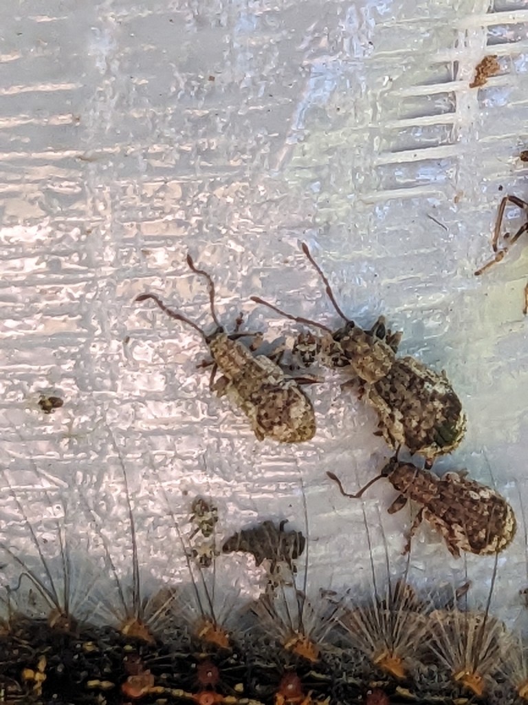 Peach Root Weevil in May 2024 by Zac · iNaturalist