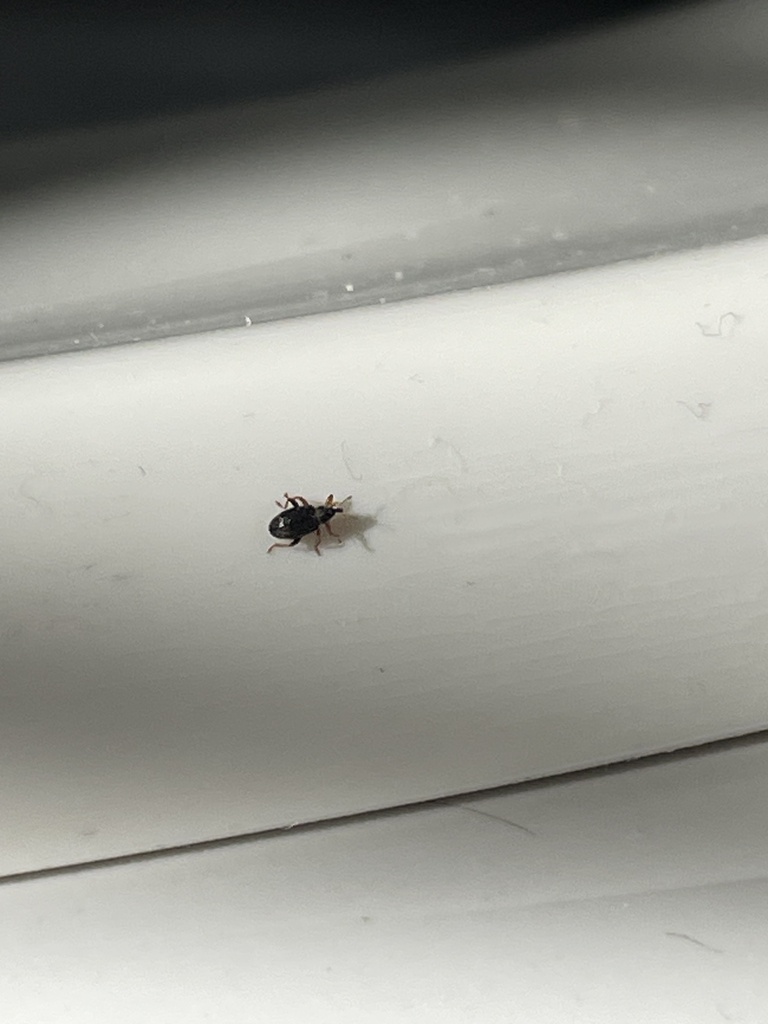 True Weevils from Rue Marco, Québec, QC, CA on May 24, 2024 at 05:17 PM ...