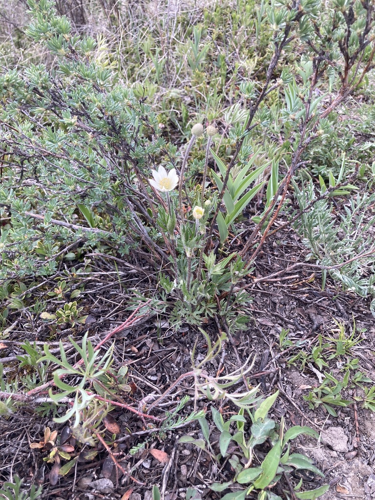 Cutleaf Anemone from Northeast Calgary, Calgary, AB, Canada on May 21 ...