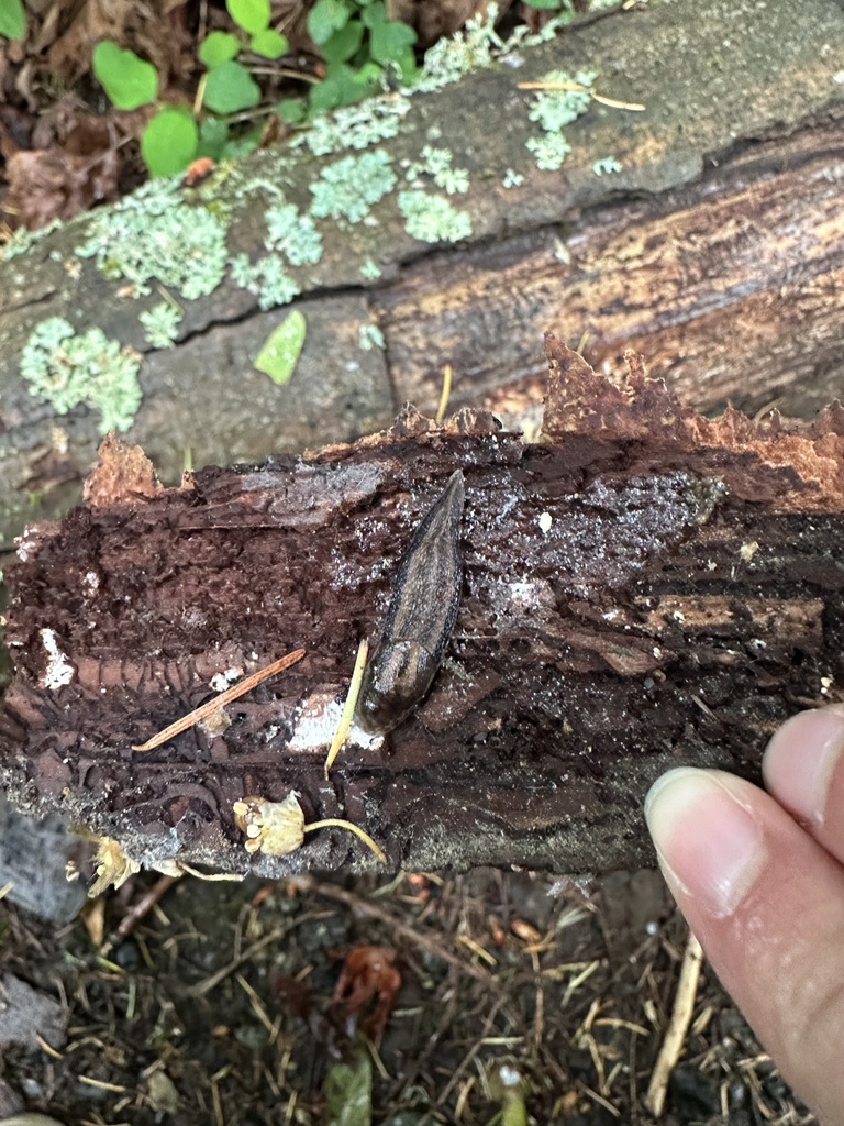 Leopard Slug from Sehome Hill Arboretum, Bellingham, WA, US on May 24 ...