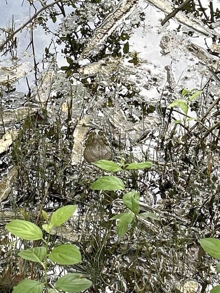 American Bullfrog from Genesee County Parks Rd, Flint, MI, US on May 24 ...