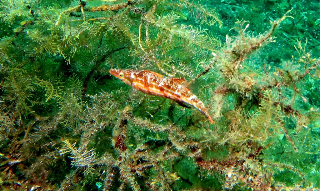 Sharpnose Weed Whiting from Rapid Bay jetty South Australia on May 24 ...
