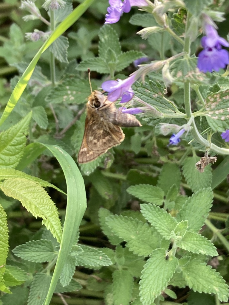 Huron Sachem from American Way, Hagerstown, MD, US on May 24, 2024 at ...