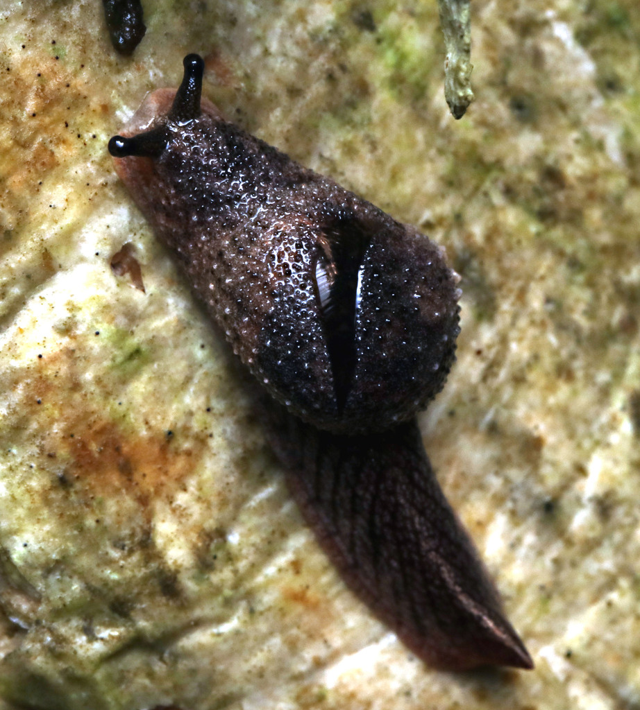 Crimson Foot Semi-slug in May 2024 by juliegraham173 · iNaturalist