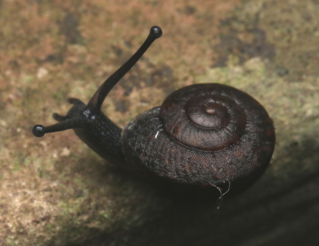 Woodland Snails in May 2024 by juliegraham173 · iNaturalist