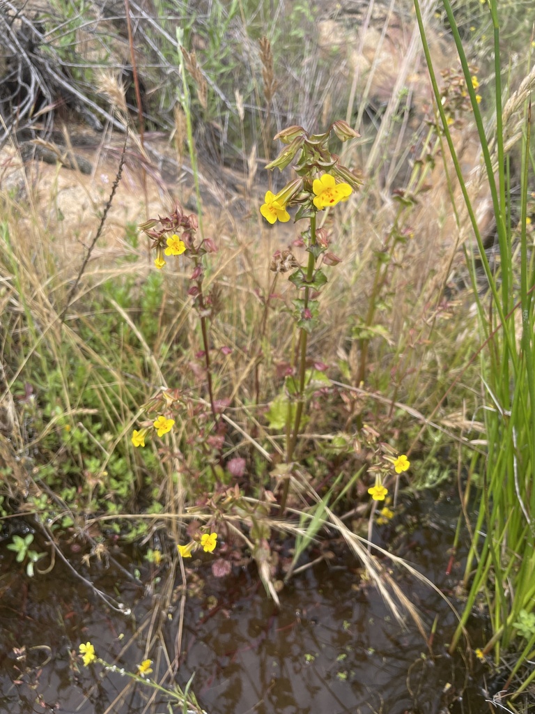 shy monkeyflower from Honey Springs Road, Jamul, CA, US on May 24, 2024 ...