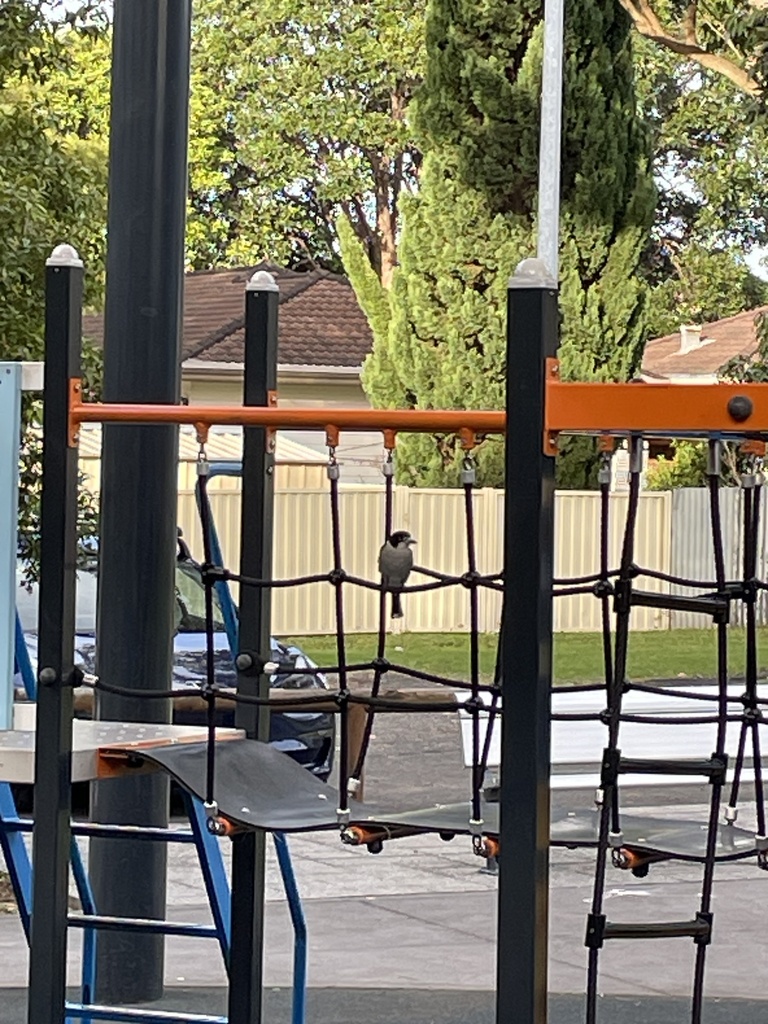 Grey Butcherbird from Pop Errington Park, Towradgi, NSW, AU on May 25 ...