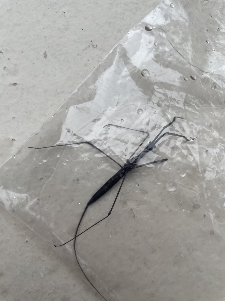 Winged and Once-winged Insects from Avenida Circunvalación Este, Panama ...