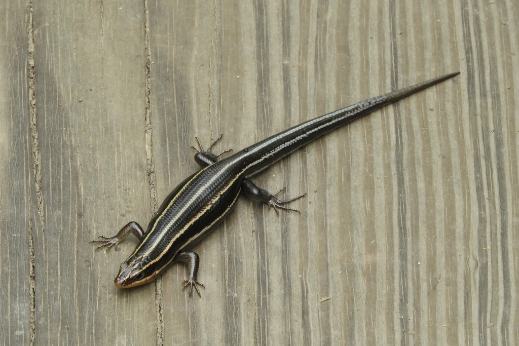 Common Five-lined Skink from Prince William County, VA, USA on May 24 ...