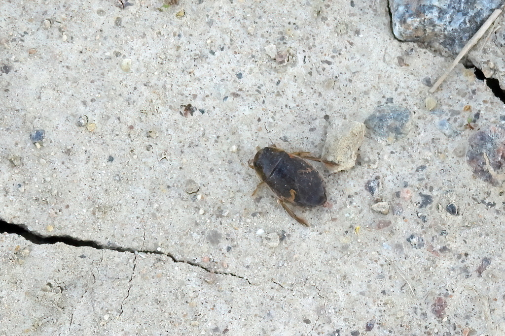 saucer bug from Красносельский р-н, Санкт-Петербург, Россия on May 24 ...