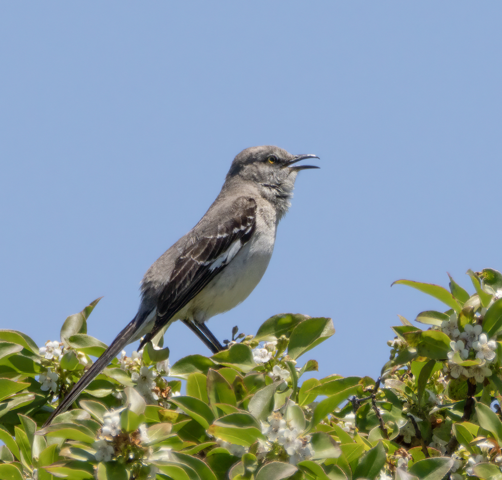 Northern Mockingbird from Palo Alto, CA, USA on May 17, 2024 at 11:47 AM by Herb Hwang · iNaturalist
