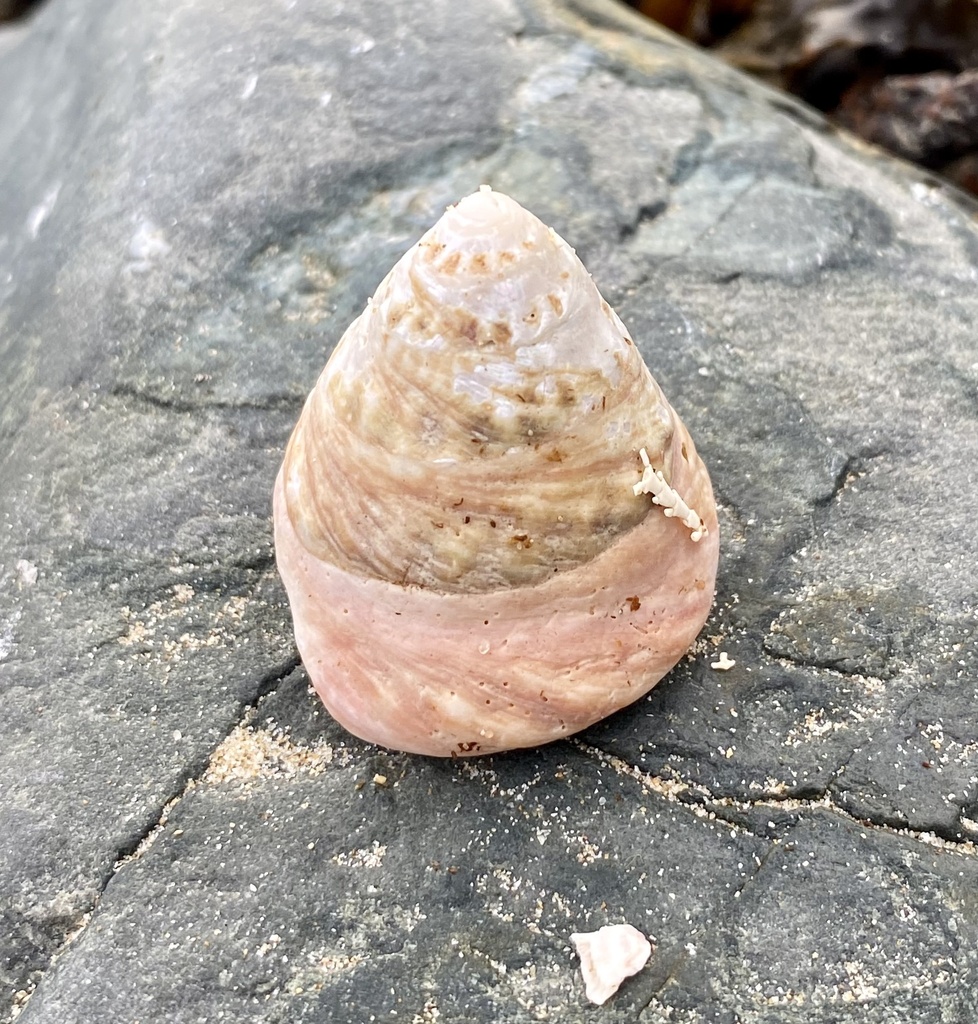 Common Tent Shell from Second Ave, Arrawarra Headland, NSW, AU on May ...