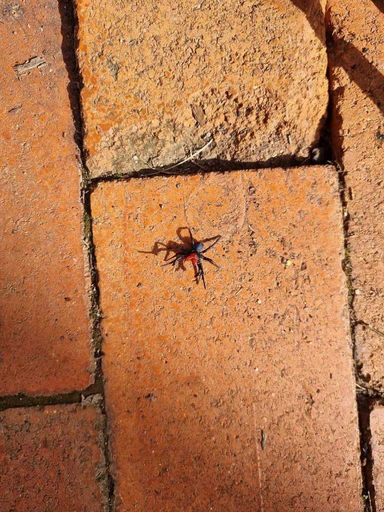 Red-headed Mouse Spider from Carwell NSW 2849, Australia on May 24 ...
