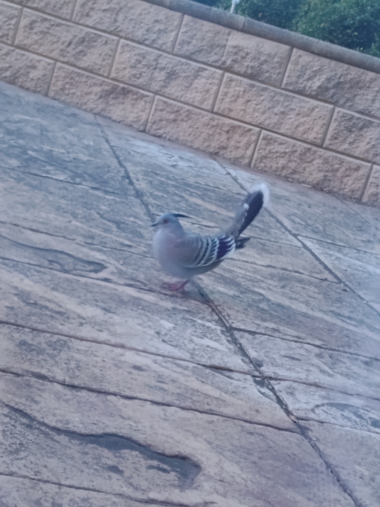 Crested Pigeon from Adelaide SA, Australia on May 25, 2024 at 08:21 AM ...