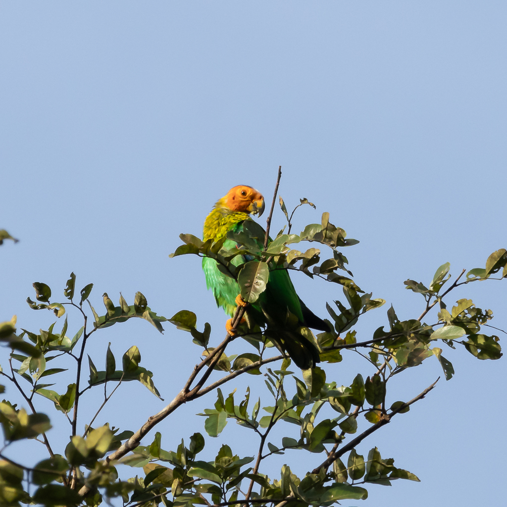 Bald Parrot in May 2024 by NINA WENÓLI · iNaturalist