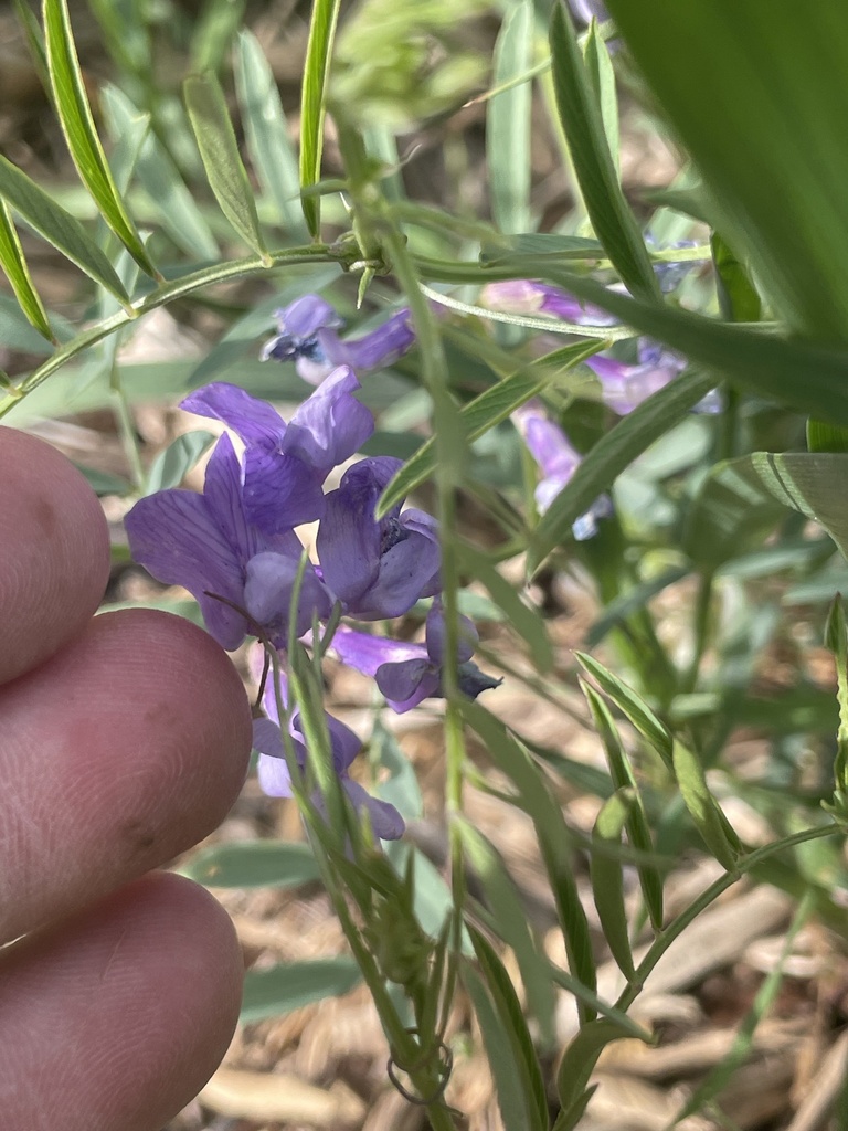 Vetches from Pvt Rd 2001, Raton, NM, US on May 24, 2024 at 05:40 PM by ...