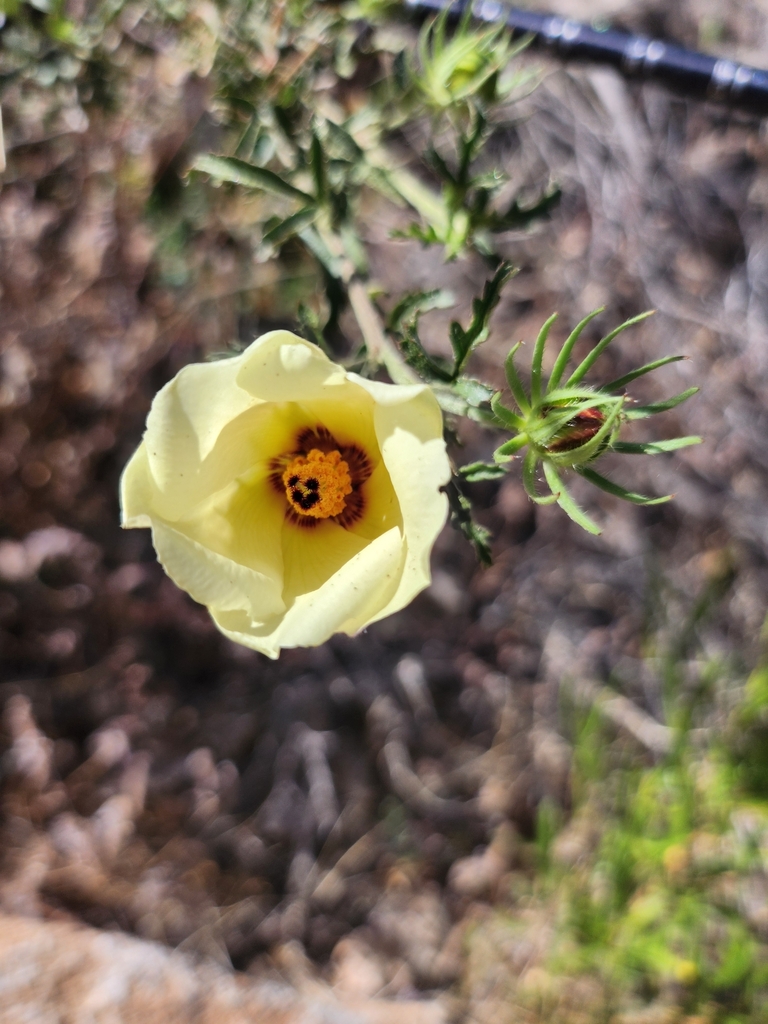 desert rosemallow from Tucson, AZ 85750, USA on May 24, 2024 at 09:07 AM by Alyssa · iNaturalist