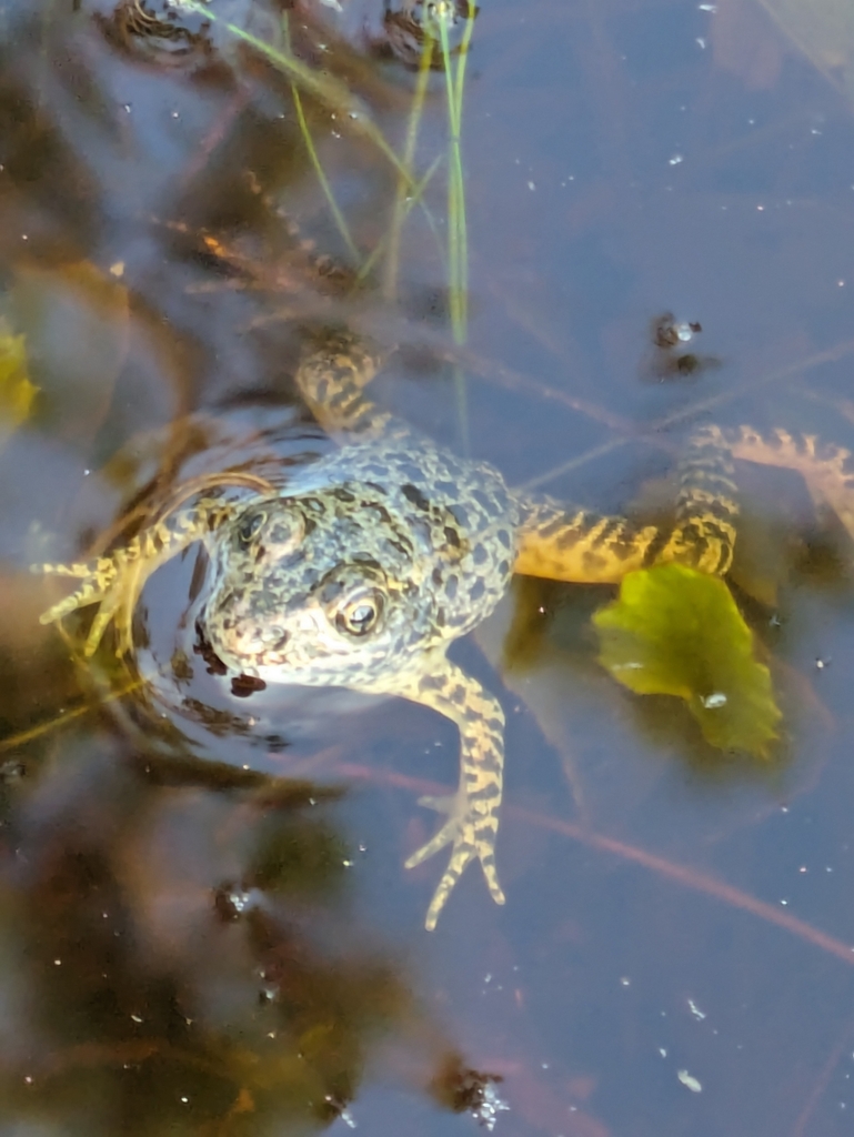 Gopher Frog in May 2024 by tmuise. Released under permits of state ...