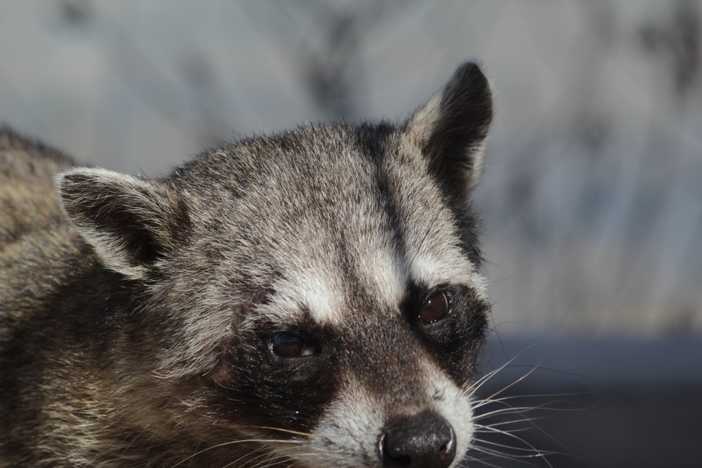Mapache en diciembre 2023 por Brenda Gómez · iNaturalist Mexico