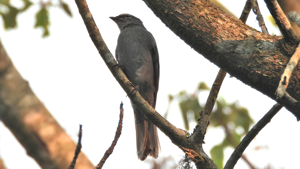 Slate-colored Solitaire from La Pera, Berriozábal, Chis., México on May ...