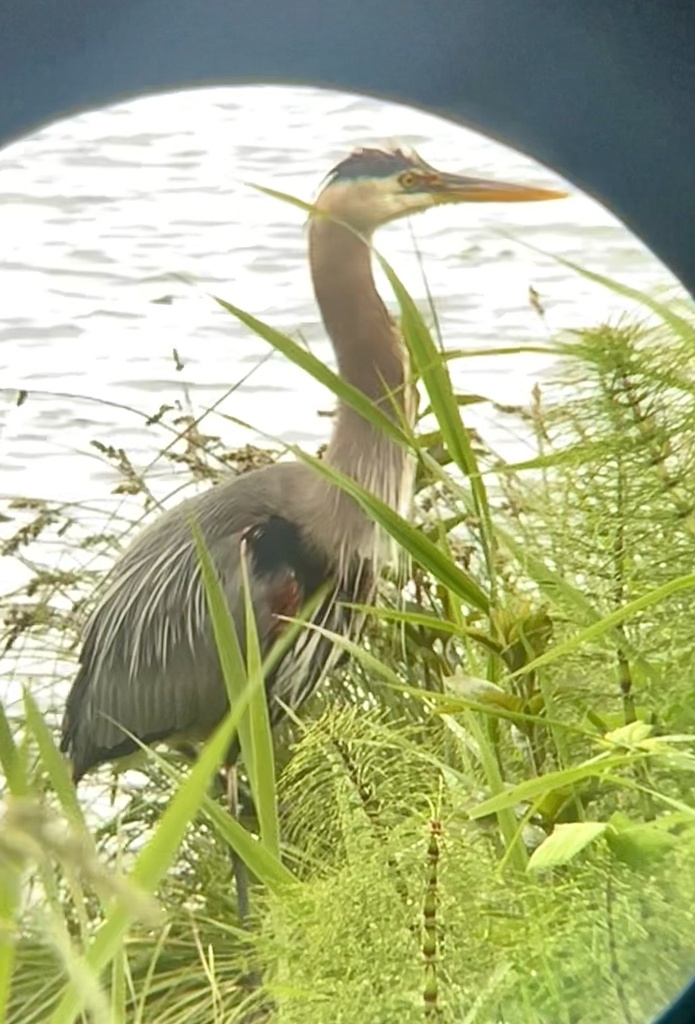 Great Blue Heron from Union Bay Natural Area, Seattle, WA, US on May 24 ...