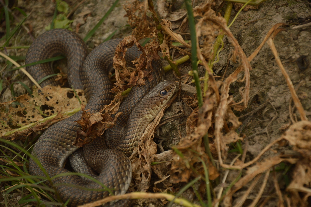 Patagonian Racer from San Jerónimo, Santa Fe, Argentina on May 17, 2024 ...