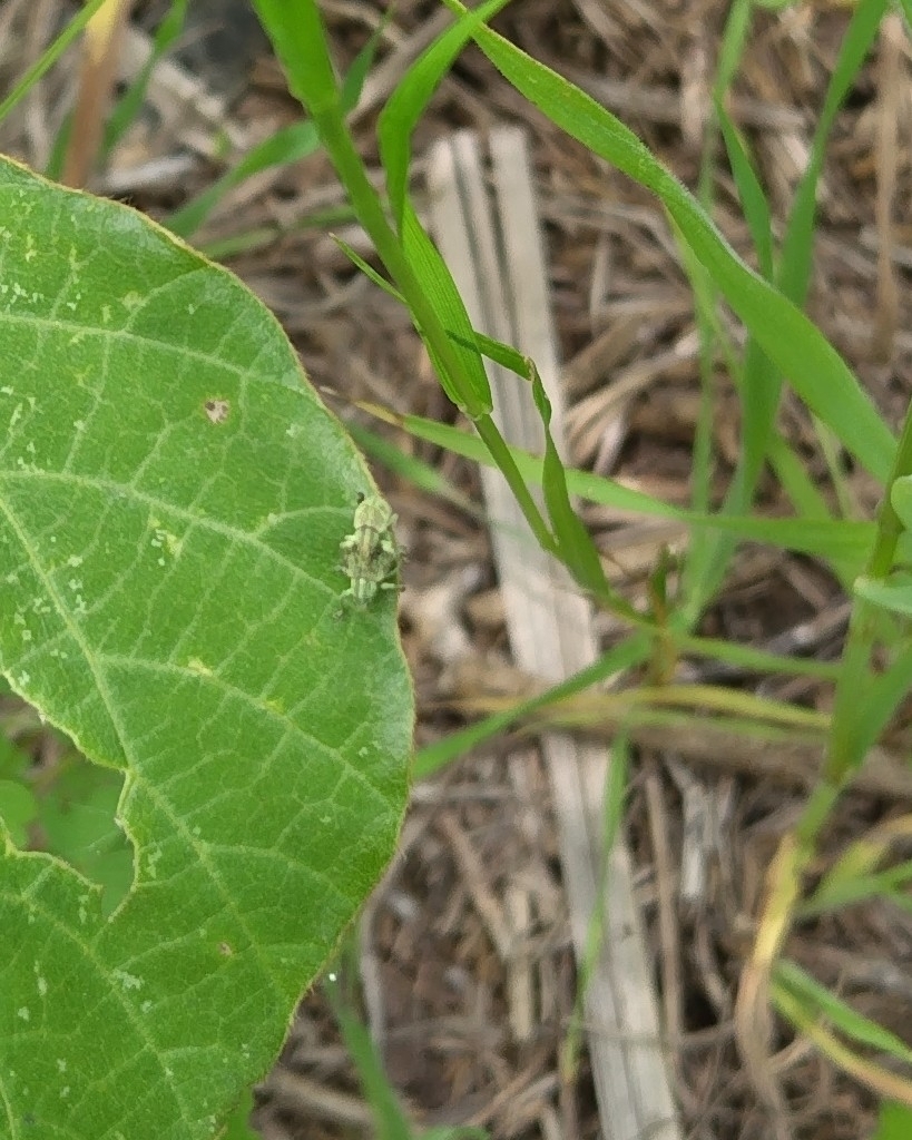 Eugnathus distinctus from 日本 〒206-0011 on May 25, 2024 at 10:12 AM by ...