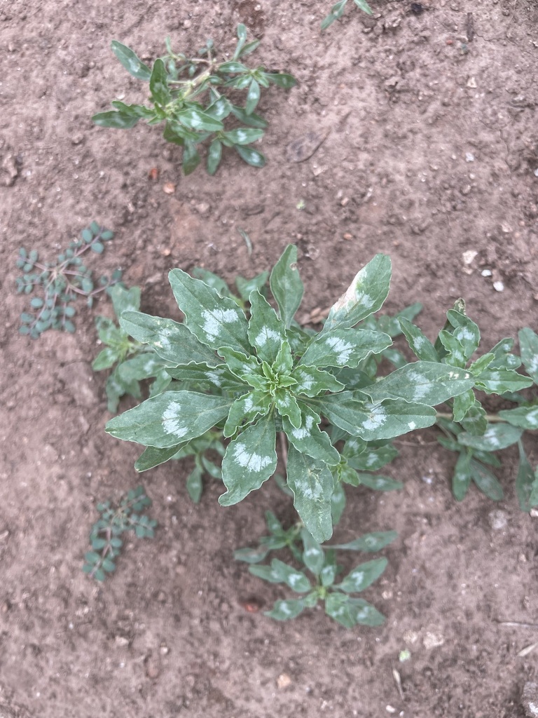 Tropical amaranth from Highland Lake Estates, Lago Vista, TX 78645, USA ...