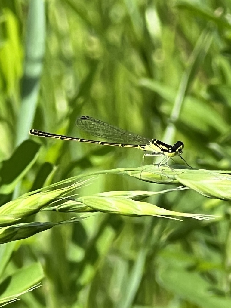 Fragile Forktail from Smithsonian Institution, Edgewater, MD, US on May ...