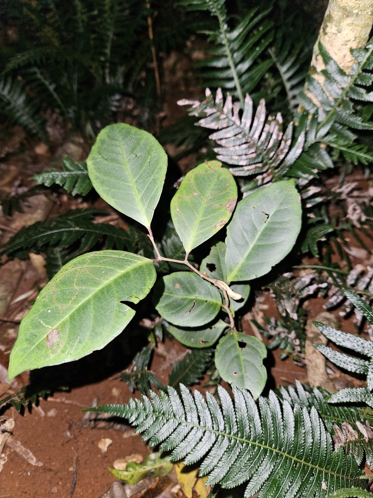 Embelia from Bunya Mountains QLD 4405, Australia on May 19, 2024 at 04: ...