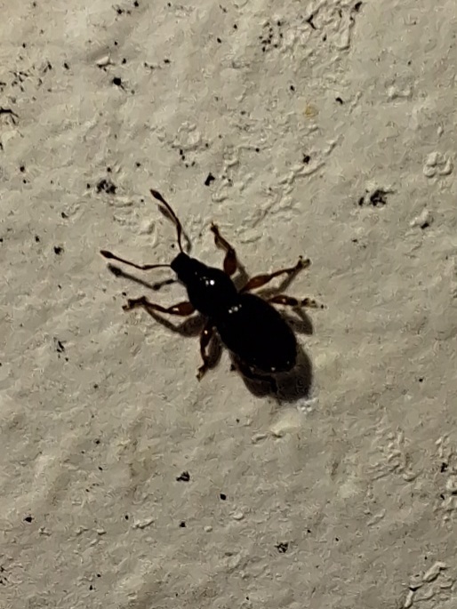 Hairy Spider Weevil in April 2024 by Yusuf Jassim · iNaturalist