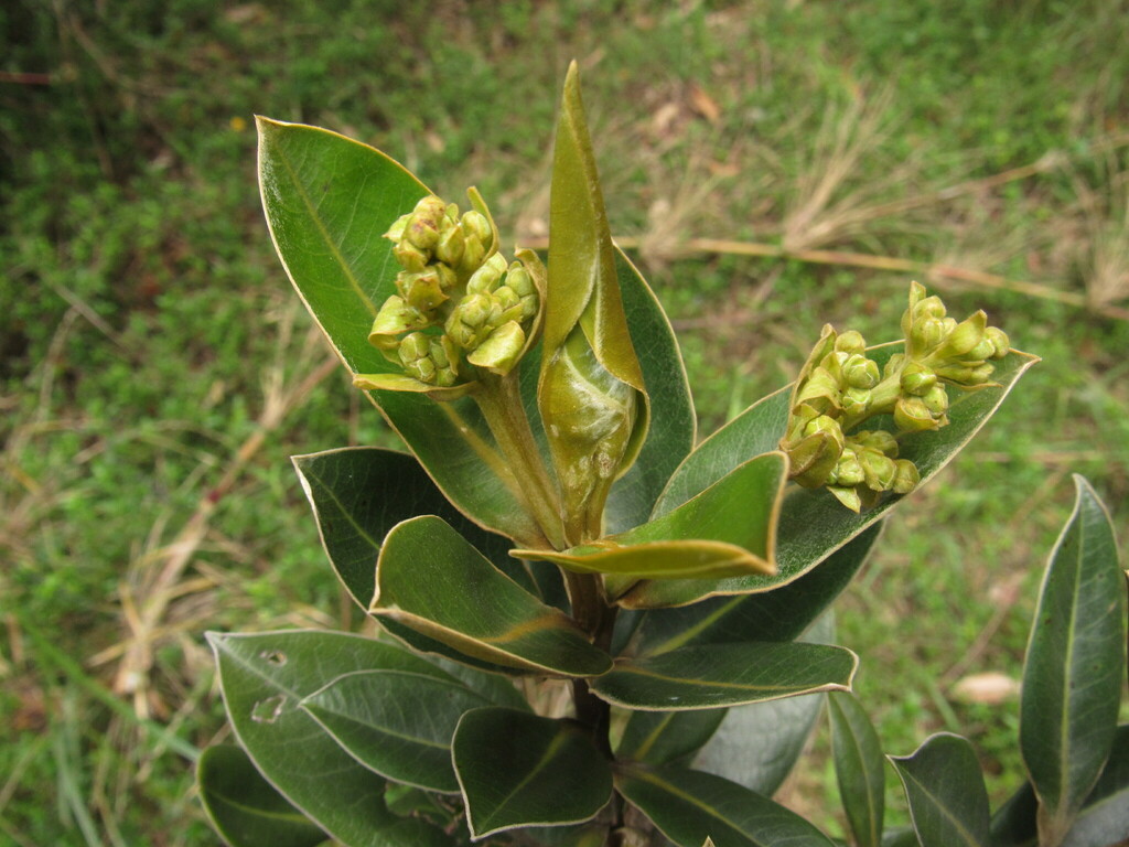 Andea sericea from Facatativa, Cundinamarca, Colombia on May 23, 2024 ...