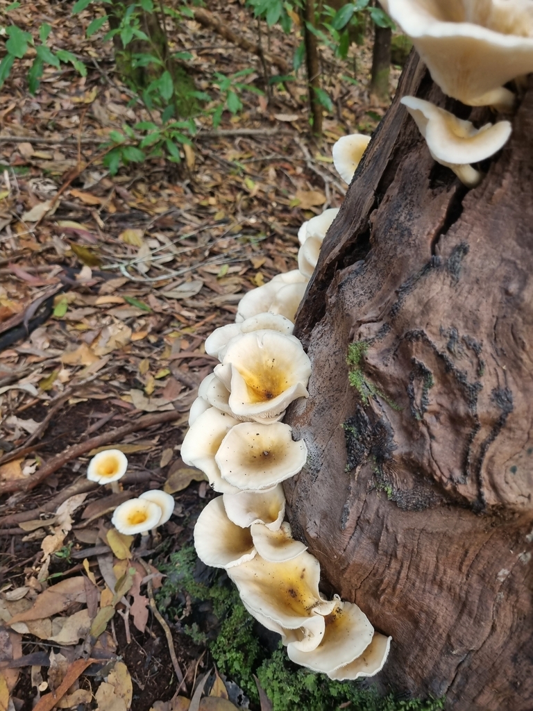ghost fungus from Lindfield NSW 2070, Australia on May 25, 2024 at 09: ...