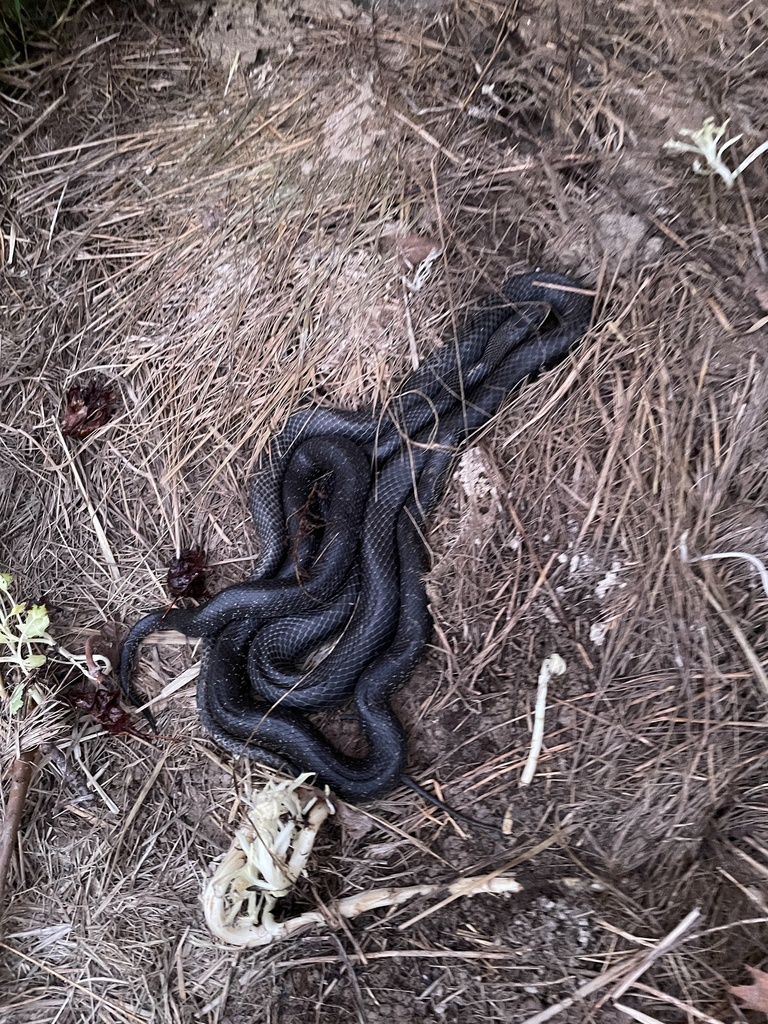 Black Kingsnake in May 2024 by Drew R. Davis, Ph.D. · iNaturalist