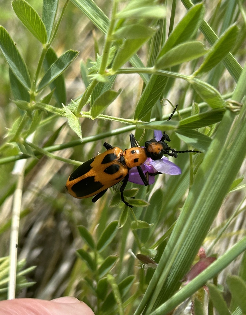 Pyrota in May 2024 by Christian Nunes · iNaturalist