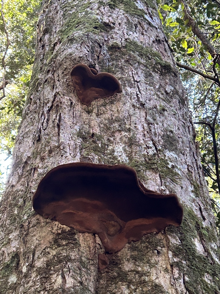 Hymenochaetaceae from Lamington National Park, O'Reilly, QLD, AU on May ...