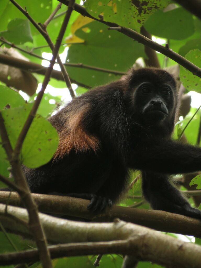 Mantled Howler Monkey from Limón, Talamanca, Costa Rica on August 20 ...