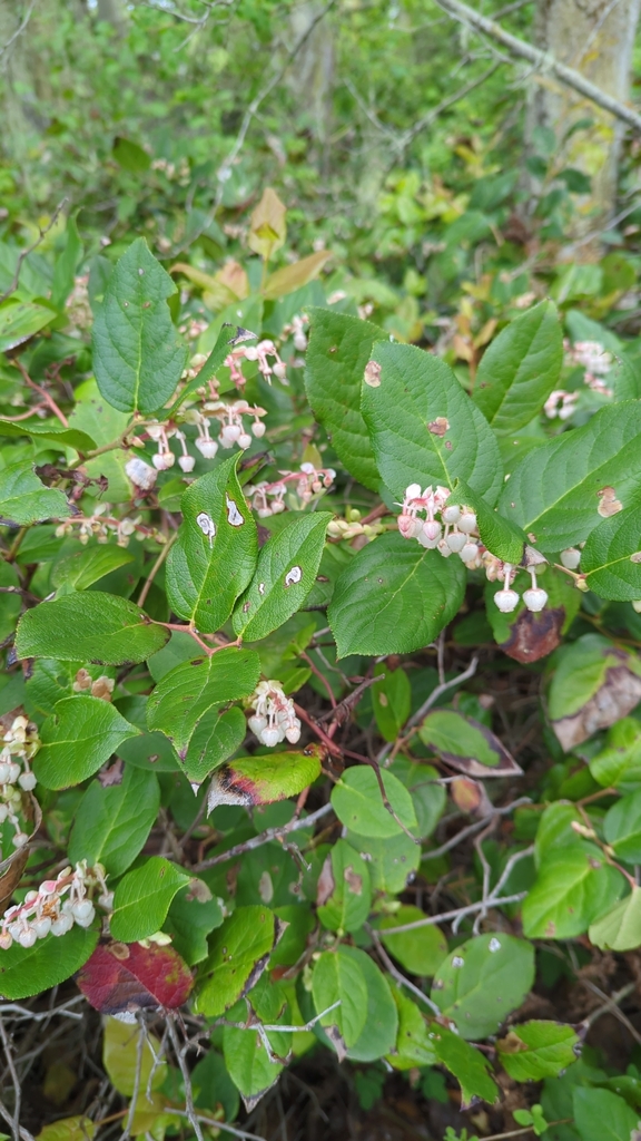 salal from Skagit County, US-WA, US on May 23, 2024 at 01:19 PM by ...