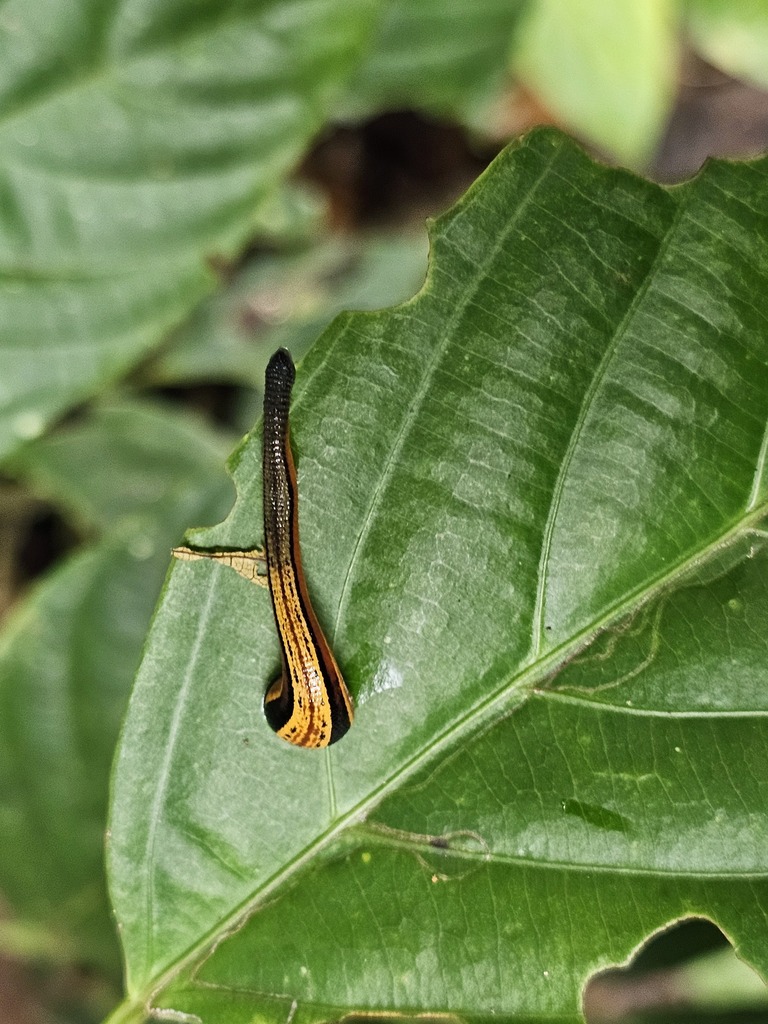 Haemadipsa from Lahad Datu, Sabah, Malaysia on March 28, 2024 at 11:25 ...