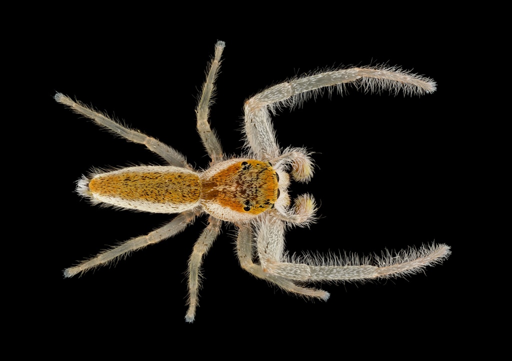 White-jawed Jumping Spider from Pawnee County, OK, USA on May 24, 2024 ...