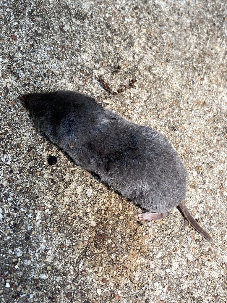 Eastern Mole from David Fort Rd, Argyle, TX, US on May 24, 2024 at 02: ...