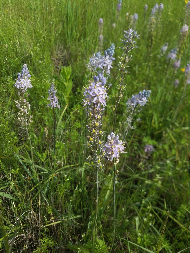Prairie Camas from Comanche, Texas, United States on April 23, 2019 at ...