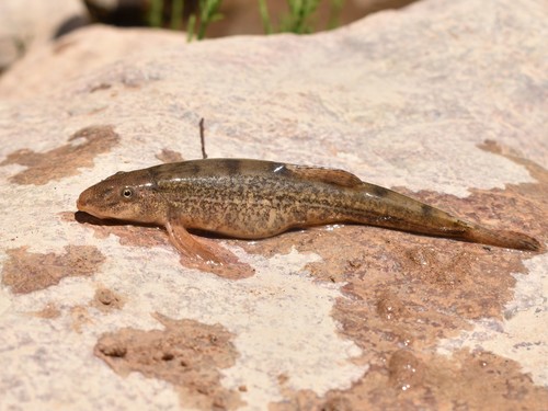 Tibetan Stone Loach (Triplophysa stoliczkai) · iNaturalist United Kingdom