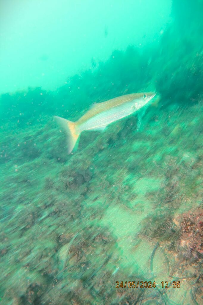 Longfin Pike from Rapid Bay jetty South Australia on May 24, 2024 by ...