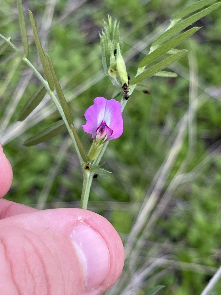 Common Vetch from Allen, TX, USA on March 20, 2024 at 06:27 PM by ...