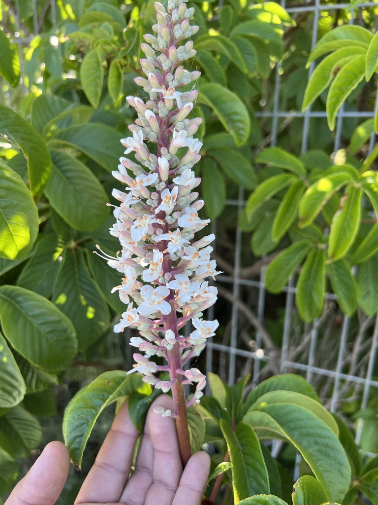 California buckeye from Younger Lagoon, Santa Cruz, CA, US on May 24 ...