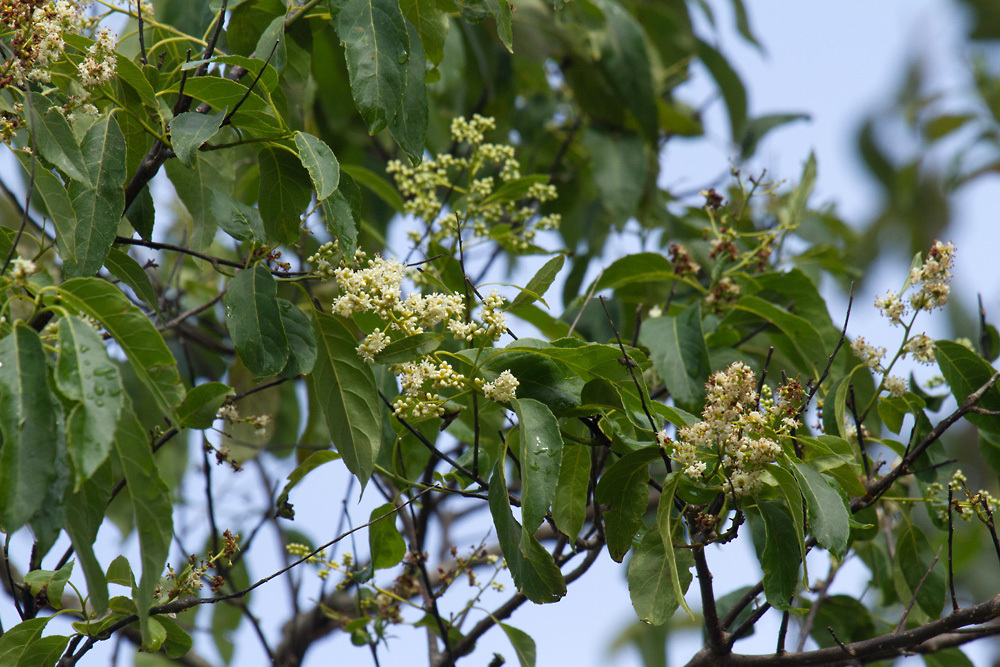 dicots from Neurum Creek Conservation Park on April 30, 2016 at 09:41 ...