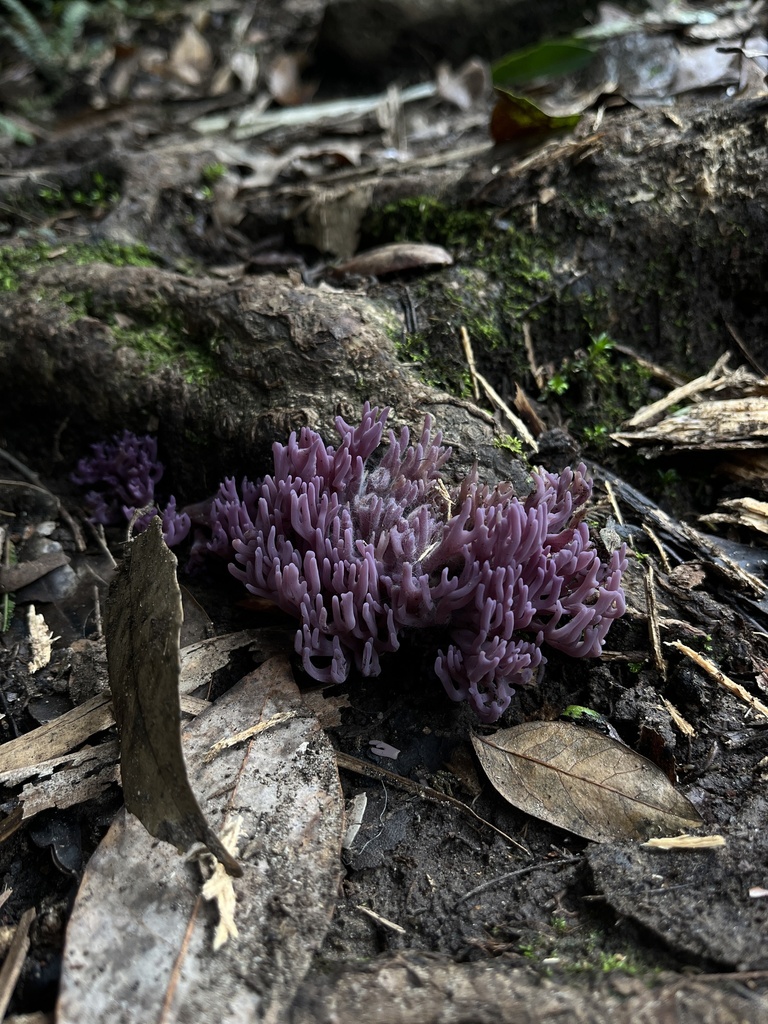 violet coral fungus from Royal National Park, Royal National Park, NSW ...